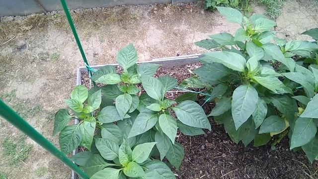 Подвязка и формирование  перца в июле
