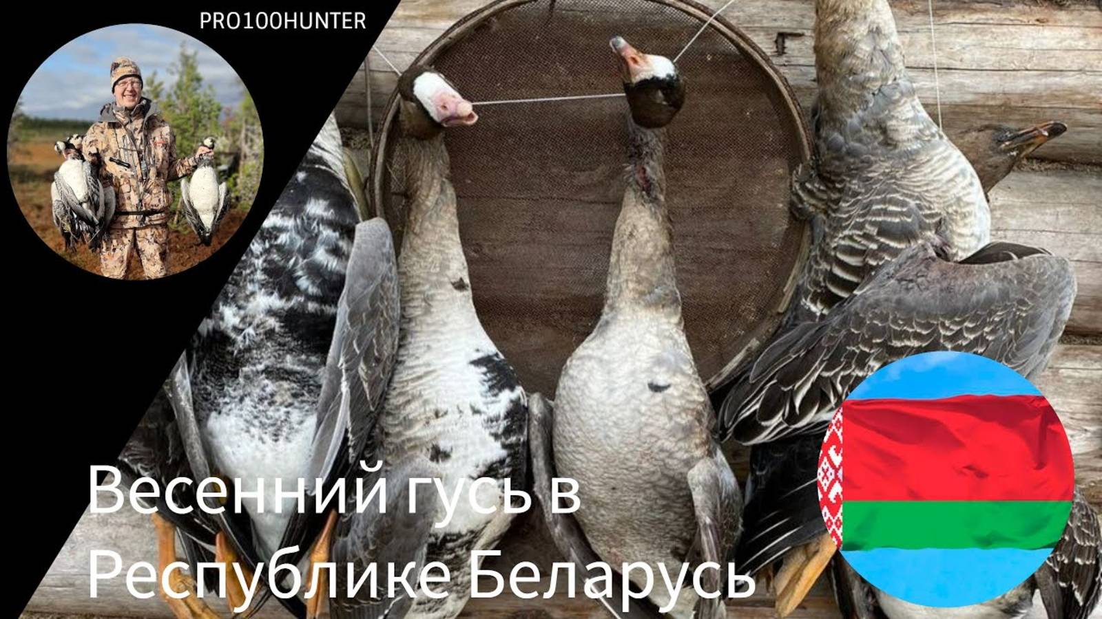 Весенняя охота на гуся в Республике Беларусь