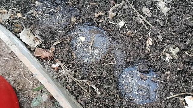 Посев салата витаминный