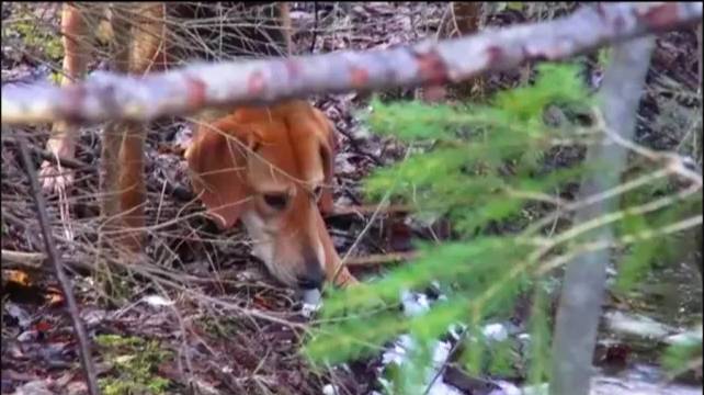 НАГОНКА . Русская гончая Нота 1год 1 мес. вл. Шатров В.А.#охотасгончей #животные #топ #hunting