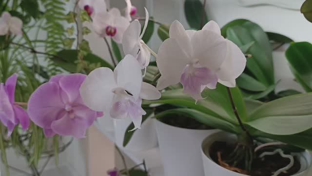 Первый ПОЛИВ ОРХИДЕЙ после пересадки 💦 Кашпо из Фикс Прайс ✅ ЦВЕТУЩИЕ ОРХИДЕИ