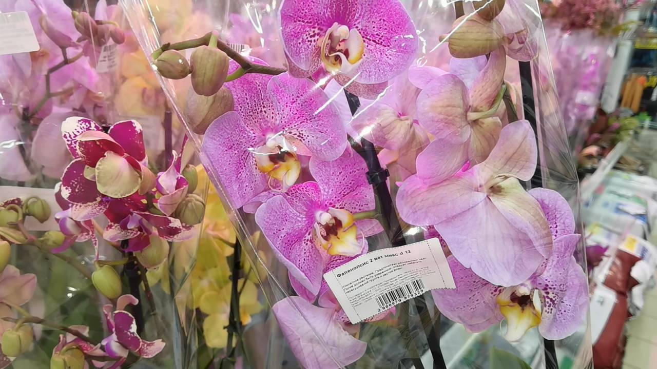 Садовый центр с новыми пышными орхидеями Качество 👍💖