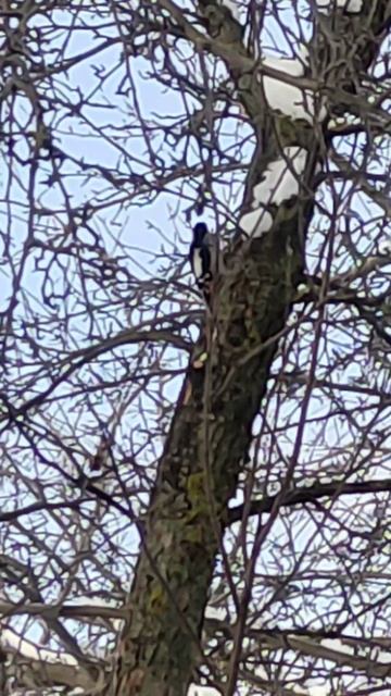 Дятел лечит дерево