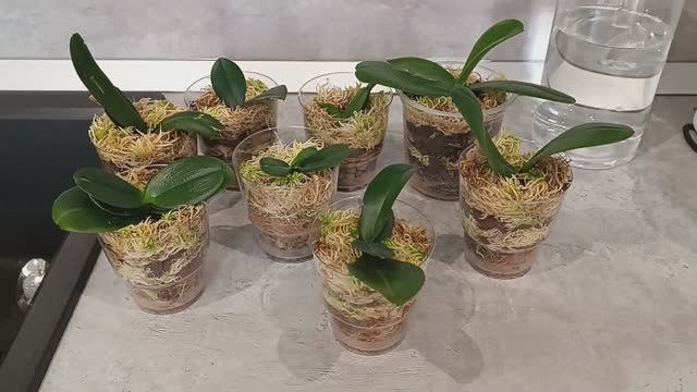 ХАЛЯВНЫЕ ОРХИДЕИ, часть 2 ✅☝️ПЕРЕСАДКИ + ПЕРВЫЙ ПОЛИВ💦 #орхидеи