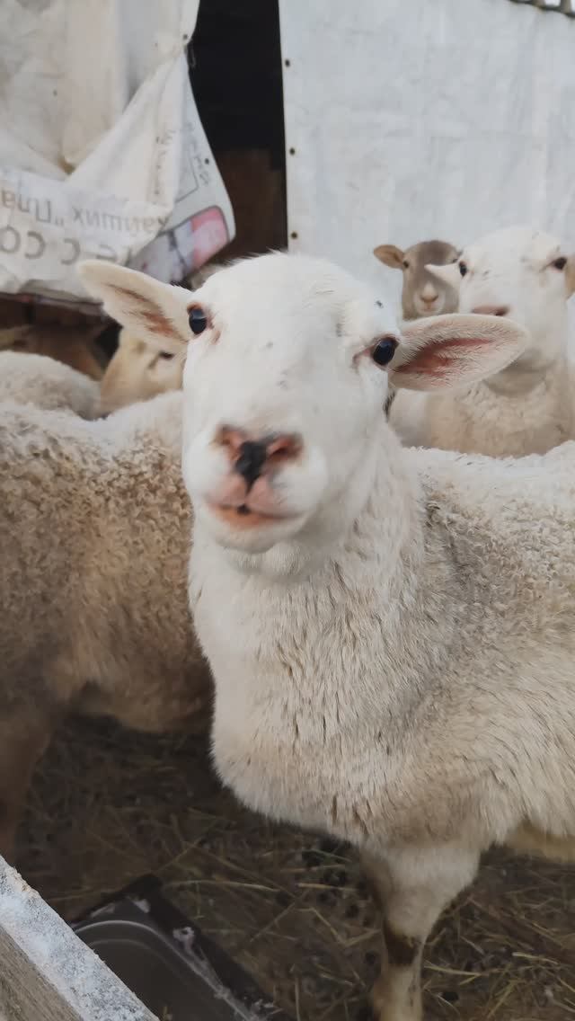 Весёлые Катумы  #овцы #катумскиеовцы #животные #мастерhouse
