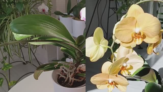 ПЕРЕСАДКА орхидеи АФРИКАНСКИЙ ЗАКАТ(КАРИНА) ❤️🔥👍🌿 #орхидеи #пересадкаорхидеи