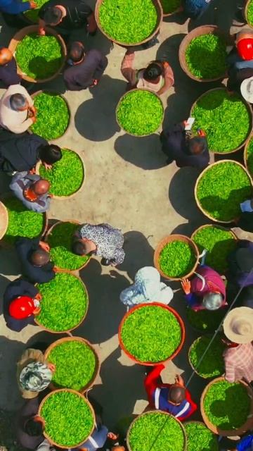 Чайный Яань: гипноз движений, наркотик ароматов.