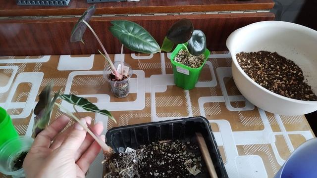 Малышки Алоказии , пересадочка ☺️