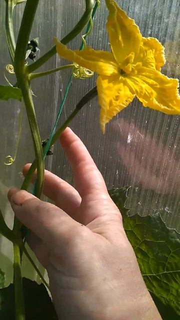 цветок люффы