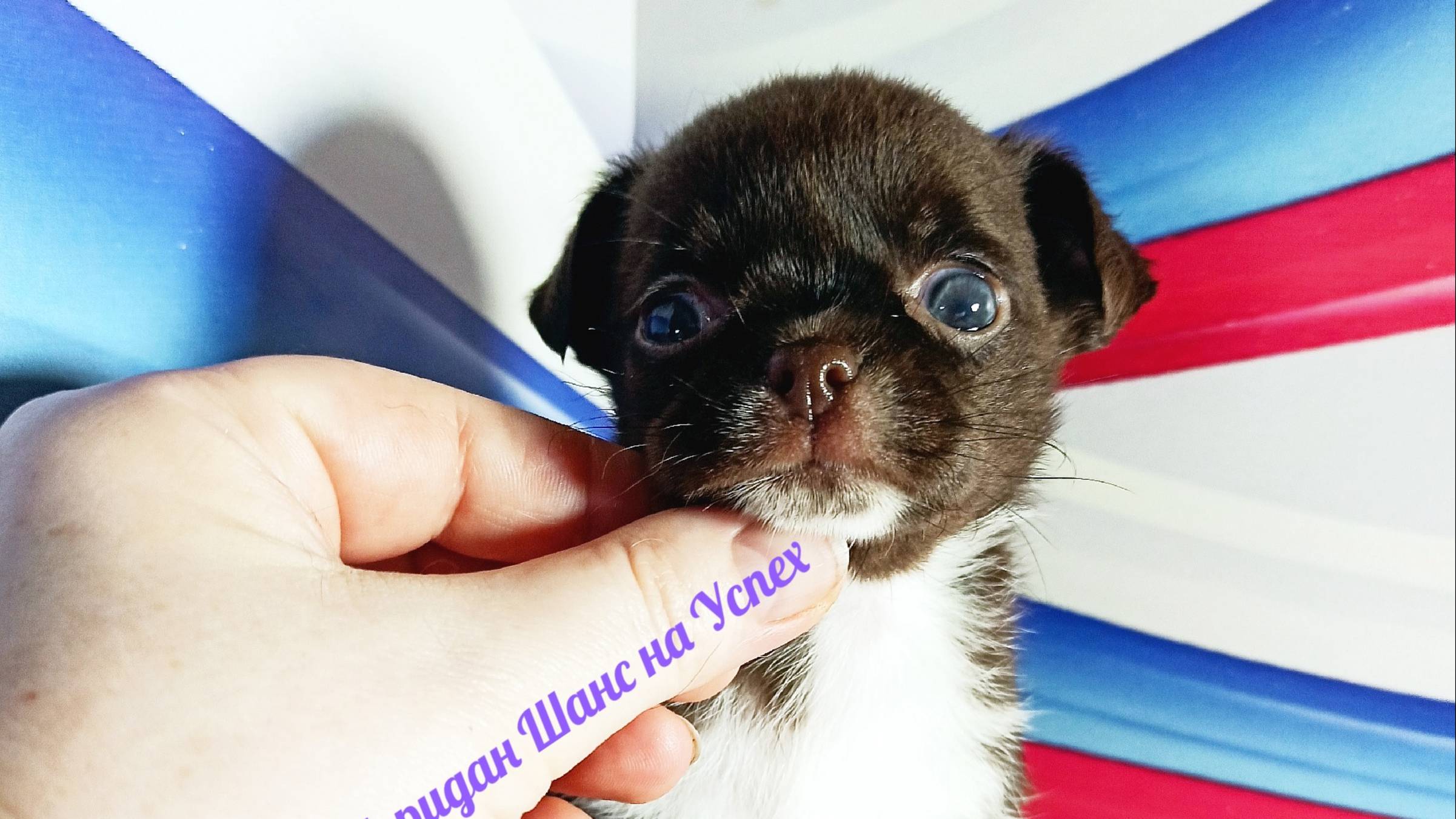 #СКИДКИ до 09.05.25 Шеридан ШАНС на Успех #купитьчихуахуа 89215950848 #продамщенкачихуа