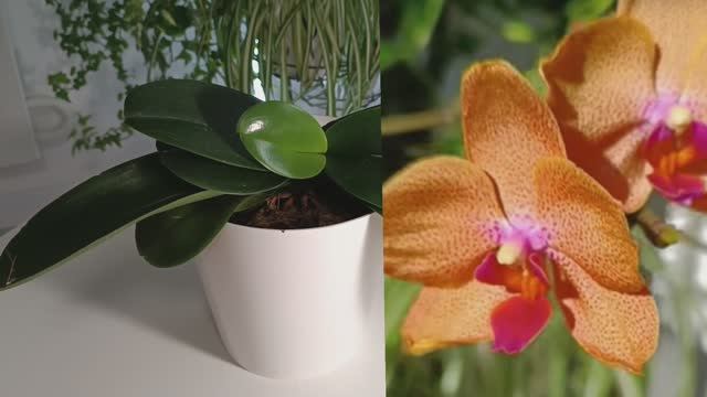 Пересадка орхидеи Сансет Лав с двумя детками✅ #орхидеи