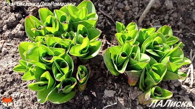 14.04.2025 уДача-дача. МОМЕНТЫ ВЕСНА, ТЕПЛО... НО ВЕТЕР СИЛЬНЫЙ