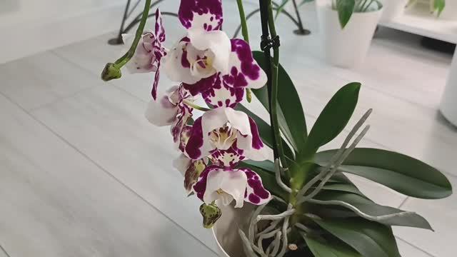 Купила НОВУЮ ОРХИДЕЮ 😍😍😍 ОБЗОР, ПЕРЕСАДКА. Что с орхидеей спустя почти 2 месяца ✅ #орхидеи