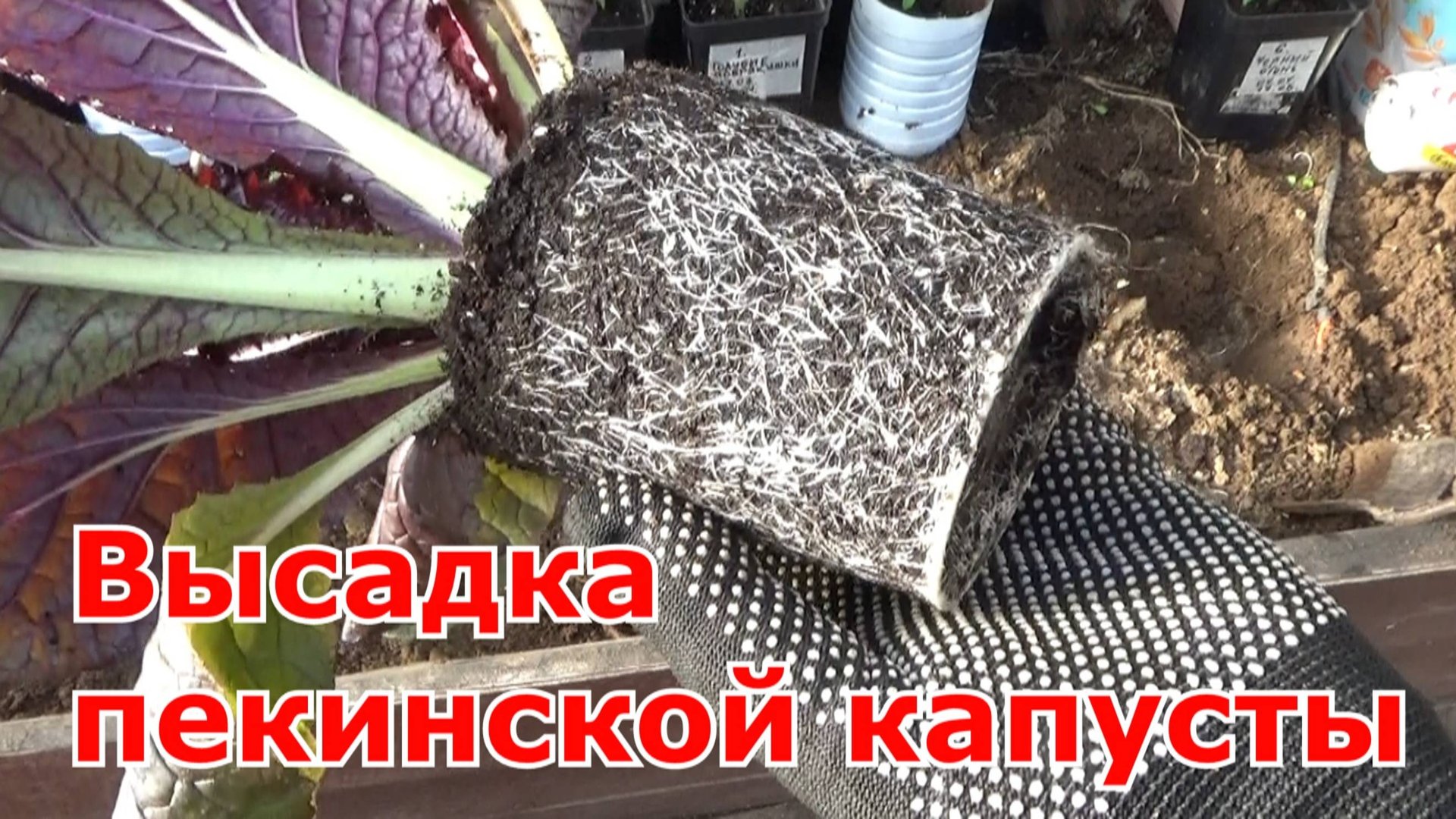 Выращивание пекинской капусты. Высадка пекинки в теплицу.