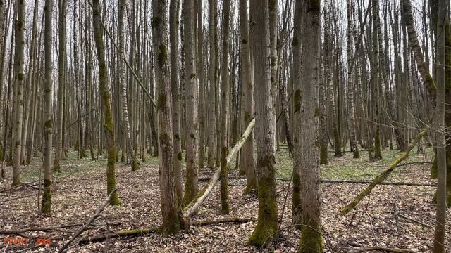 Коп в старом лесу. Попали под дождик