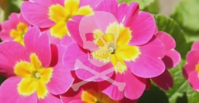 .... Ядовитые комнатные Растения....