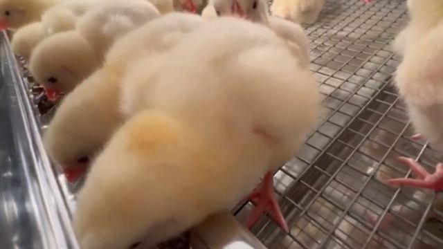 Первый дом для цыплят. Брудер "Prof 100 "с электронным терморегулятором