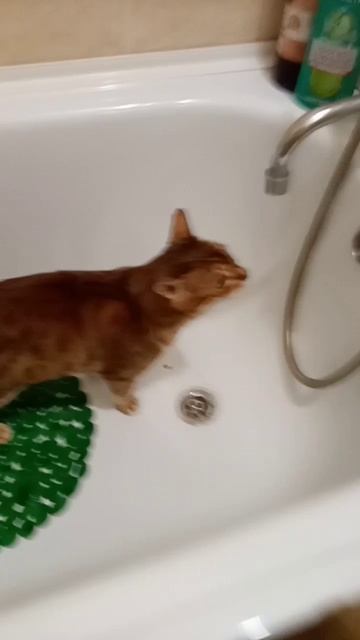 кошка пьёт из крана