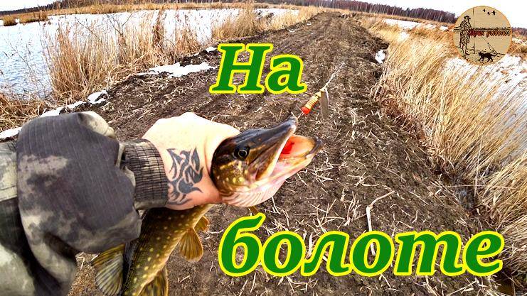 Рыбалка на болоте.