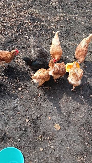 # reels Куры на выгуле