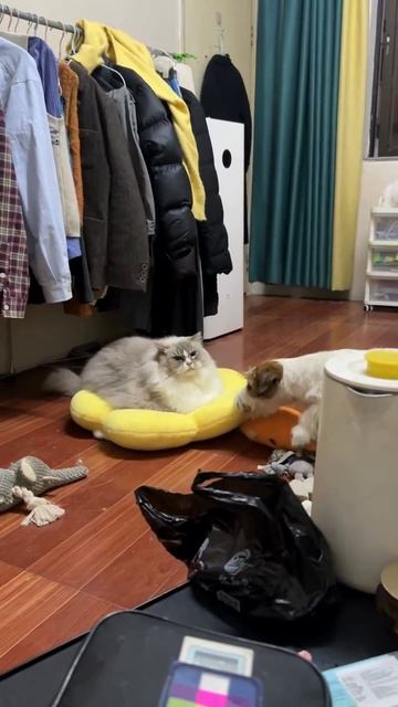 Мы делили апельсин