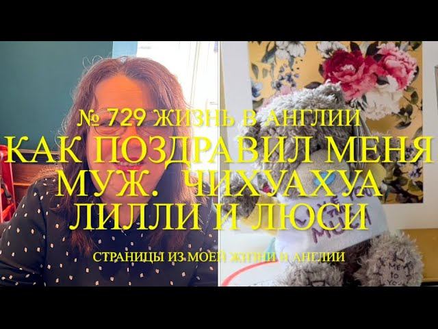 Как поздравил меня муж. Чихуахуа Лилли и Люси. № 729 Жизнь в Англии