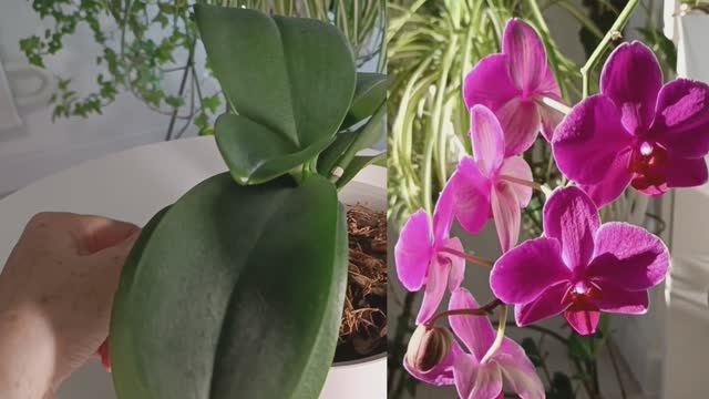 ПЕРЕСАДКА моей САМОЙ ПЕРВОЙ ОРХИДЕИ☺️☝️✅ #орхидеи #пересадкаорхидеи