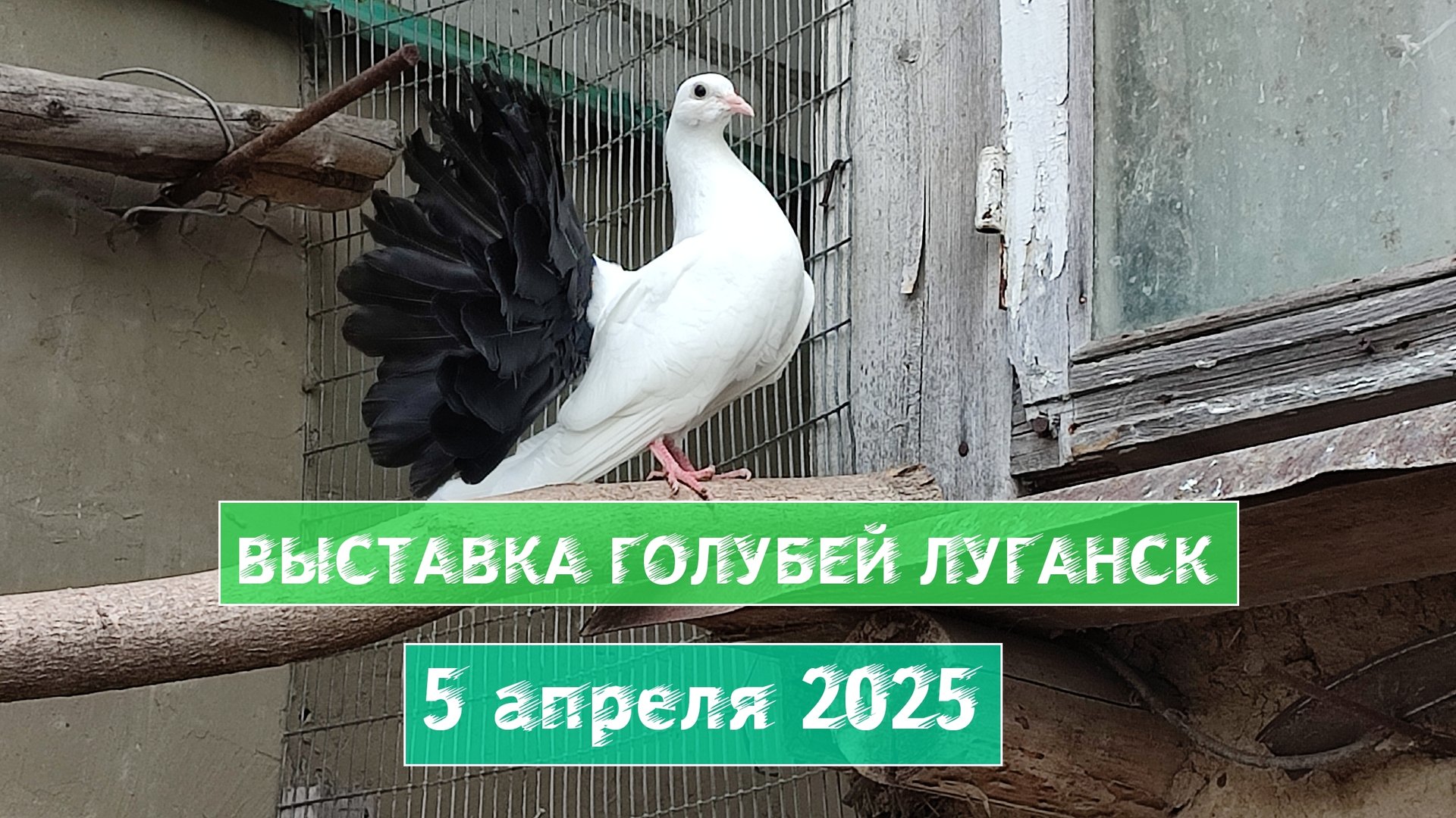 Выставка голубей и домашних животных Луганск 5 апреля 2025🕊️Цены, породы,откуда приезжают участники