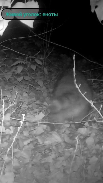 КАК ПОМЕРЯТЬ ДАВЛЕНИЕ ЕНОТУ