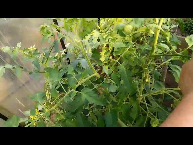 Жизнь пенсионеров.Дача.Скумбрия горячего копчения.Сбор урожая.