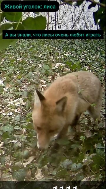 КАК ЛИСЫ ИГРАЮТ РУБРИКА ЖИВОЙ УГОЛОК ЛИСА