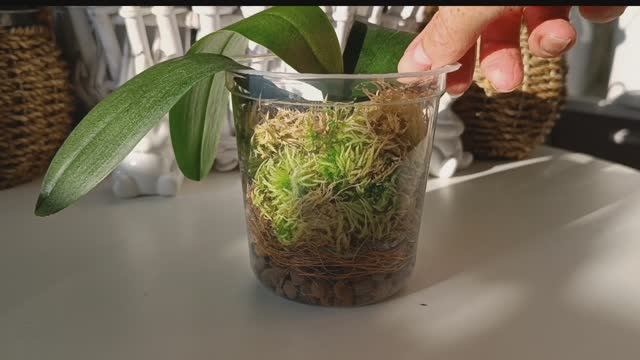 СРОЧНО отделяю ДЕТКУ на орхидее Кобрион!!! ПОСАДКА и дальнейшая судьба детки✅ #орхидеи #отделениедет