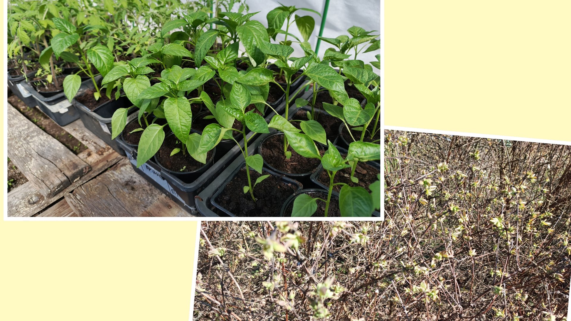 14-04-2025. Мои растишки 🌱.Что с ней было и как перенесли холода.