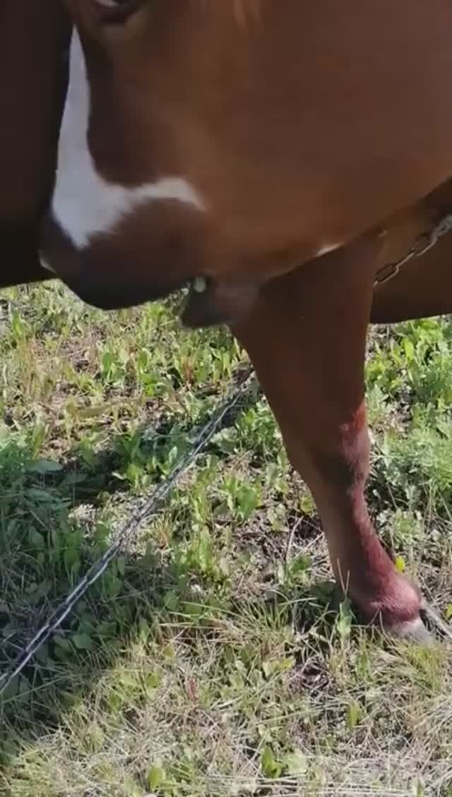 Слепни нападают на коров.