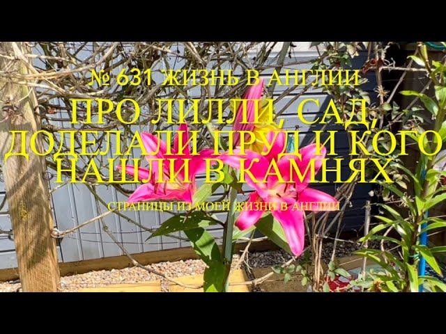 Переезд. Про Лилли, сад. Доделали пруд и кого нашли в камнях. № 631 Жизнь в Англии.