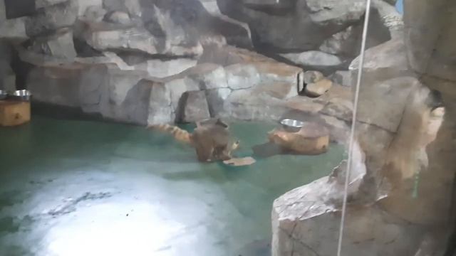 Море_волнуется._Ходили_в_пингвинарий[1]