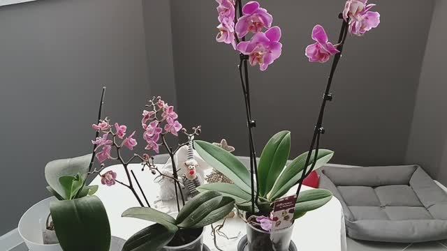 УХОД за ОРХИДЕЯМИ после покупки ✅ Обработка от ВРЕДИТЕЛЕЙ #орхидеи