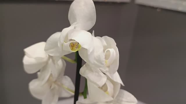 Сбылась моя МЕЧТА 🤩☺️🥰 #орхидеи #распаковкановойорхидеи