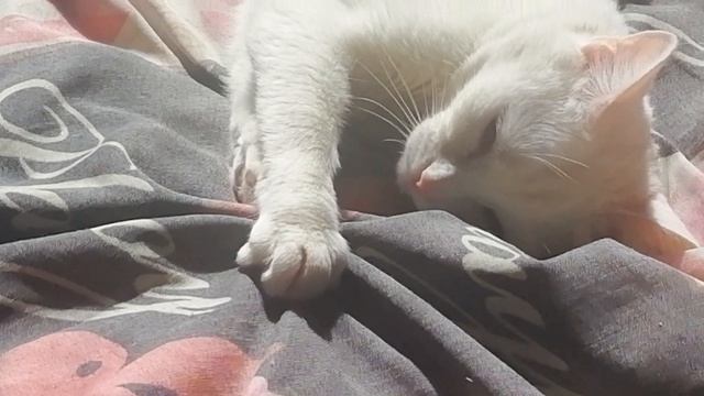 Барбариска загарает