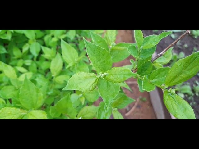 12 июня 2022год. Идём на кладбище)))Дача после дождя...