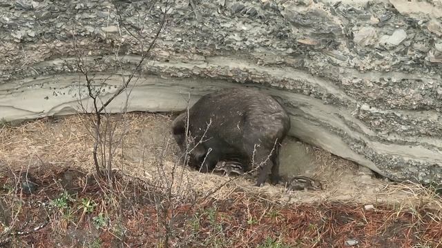 Маленькие кабанчики