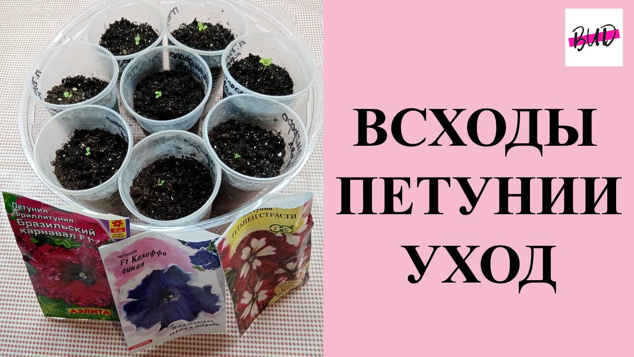ВСХОДЫ ПЕТУНИИ И УХОД 2024.