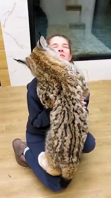 9convert.com - Реакция дикой рыси на незнакомого человека