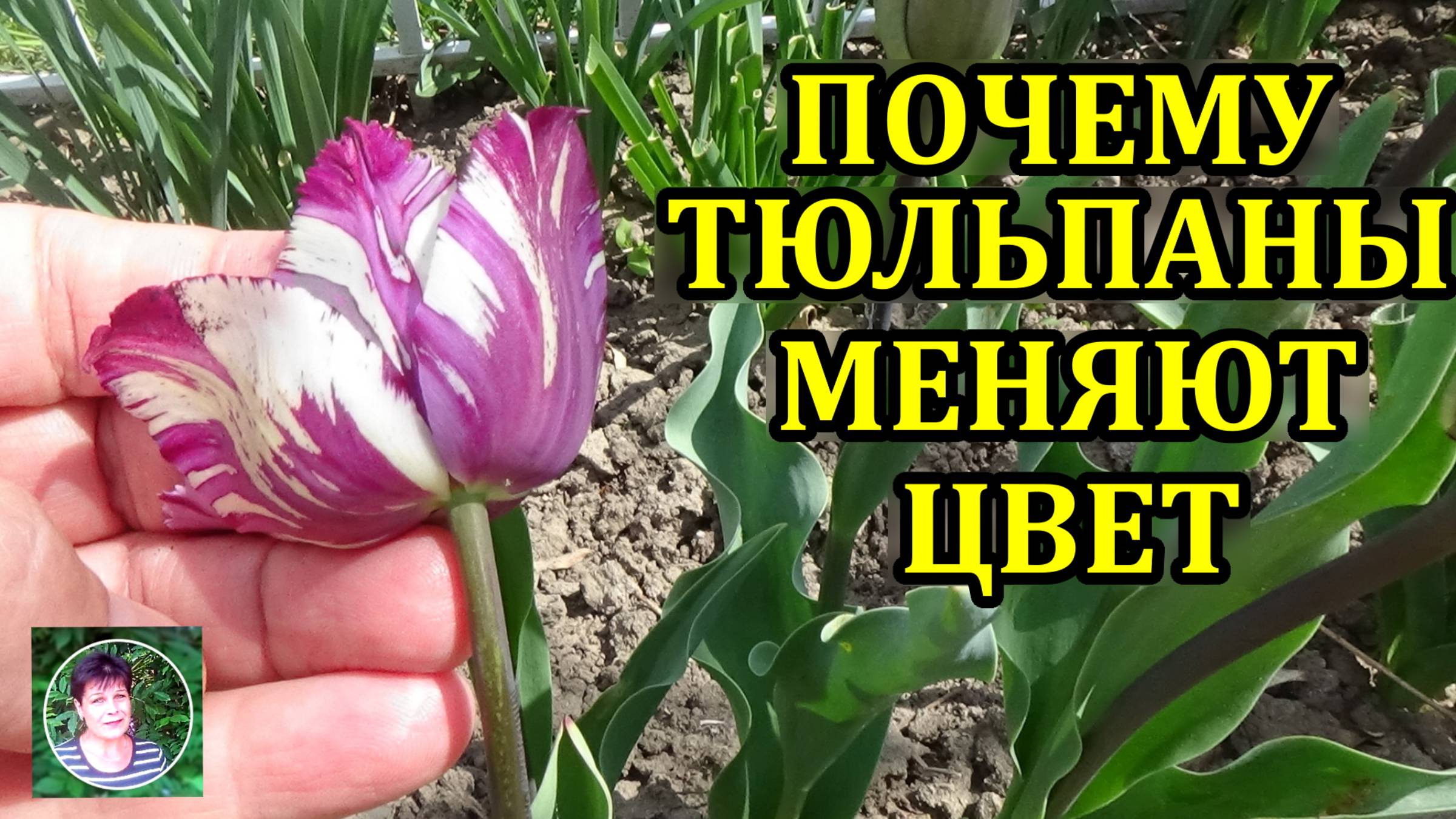 Почему тюльпаны меняют цвет. Опасный вирус пестролепестность тюльпанов