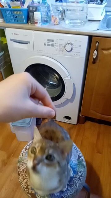 кошка ест лакомства