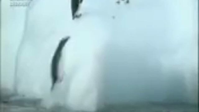 угарные пингвины