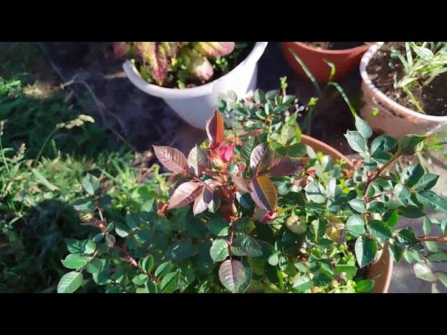 Дача.Собираем лесную землянику.