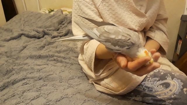 Попугай и массаж