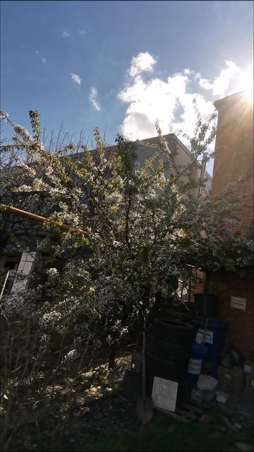 Цветущая черешня. Апрель