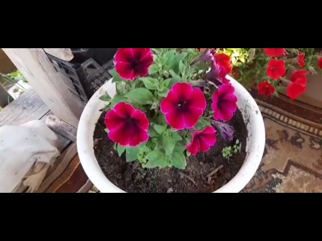 Будни пенсионерки,дача,дом.